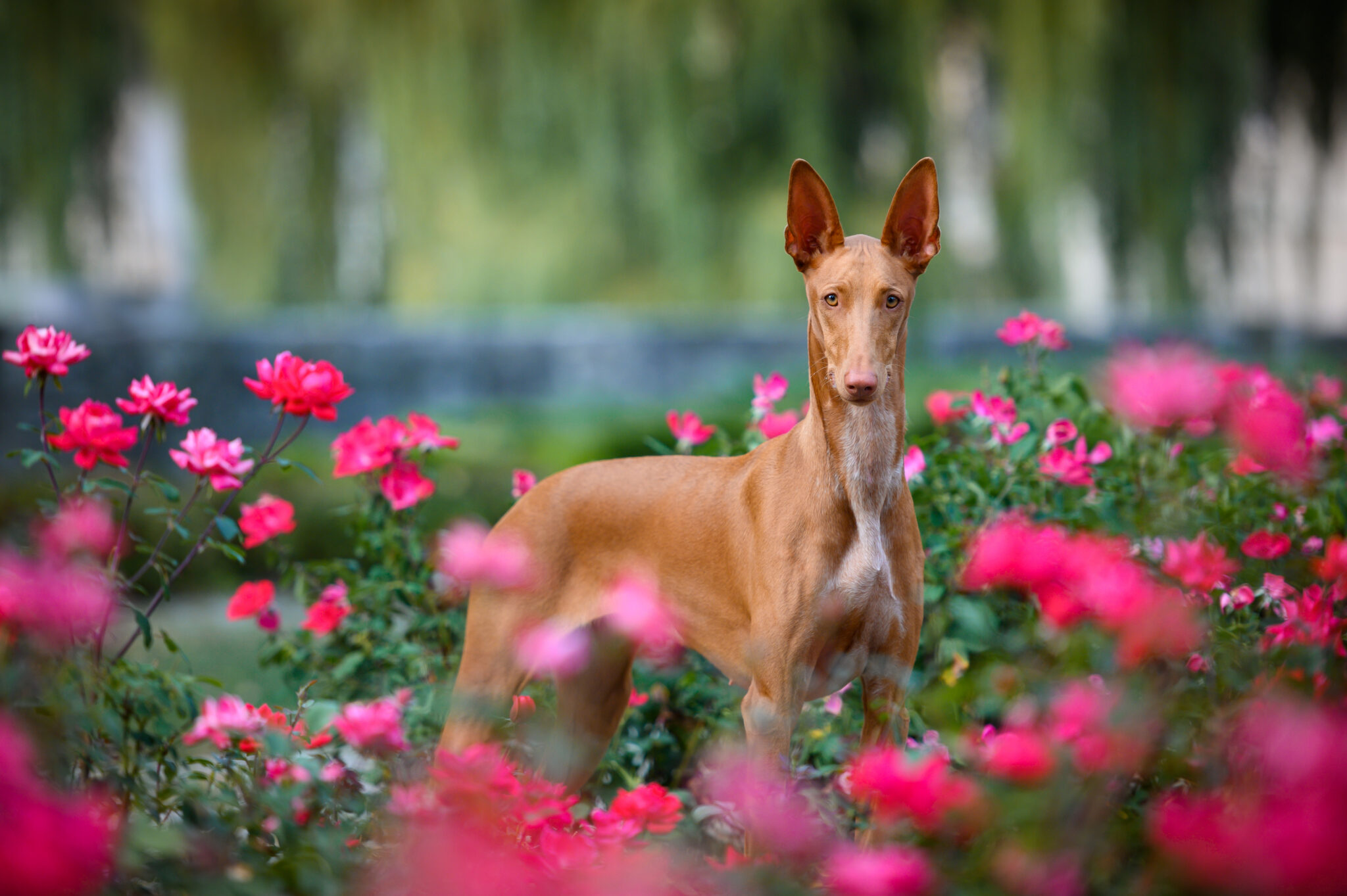 PHARAOH HOUNDS | Pharasal kennel