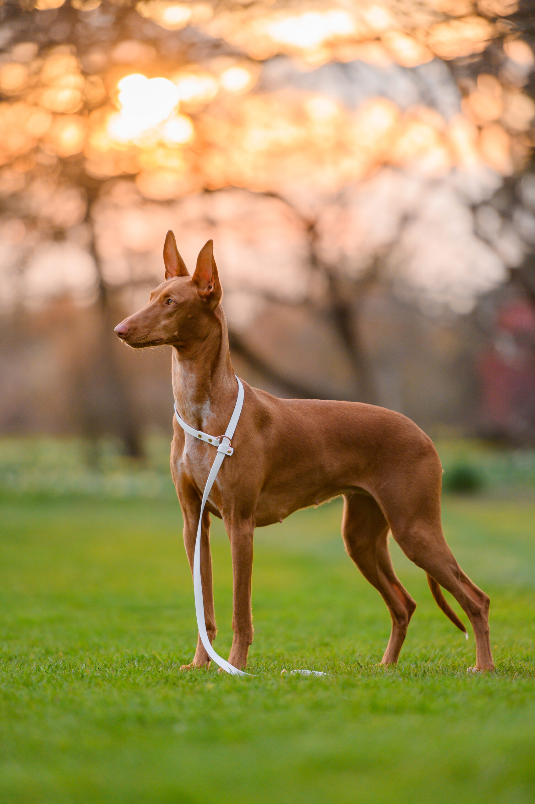 ARUBA | Pharasal Pharaoh Hounds