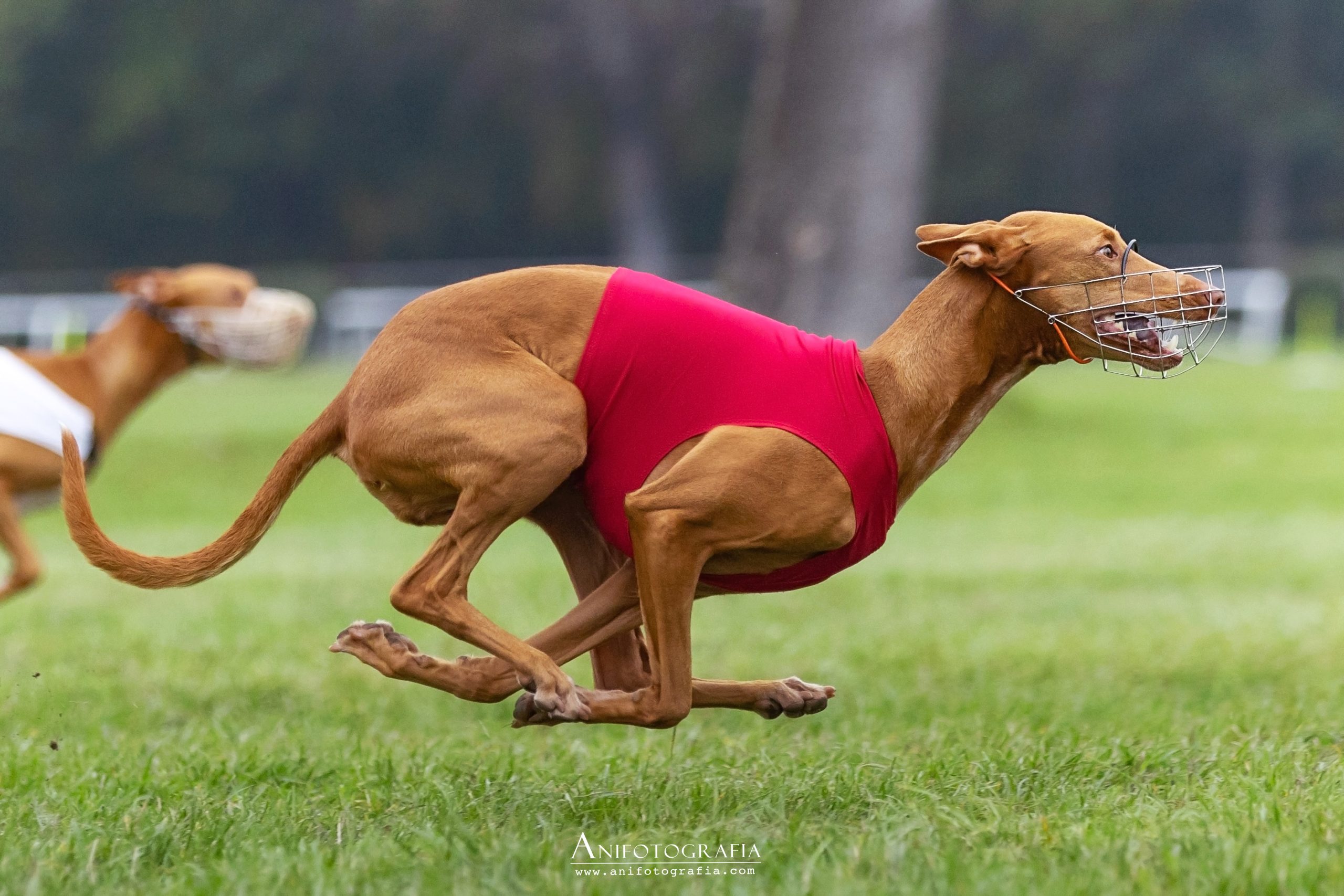 NEWS | Pharasal Pharaoh Hounds